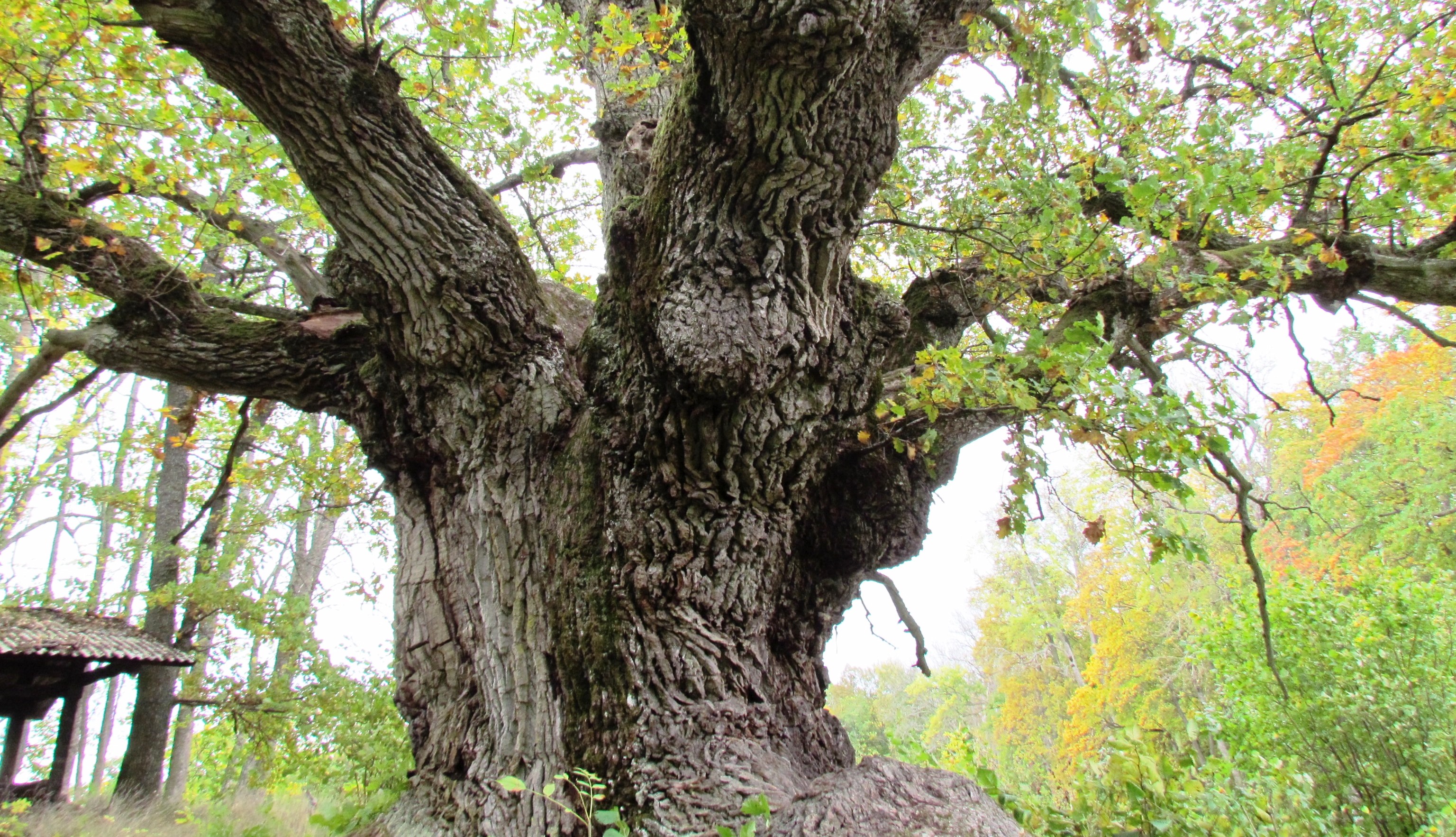 Träd som biologiskt kulturarv -Riksantikvarieämbetet