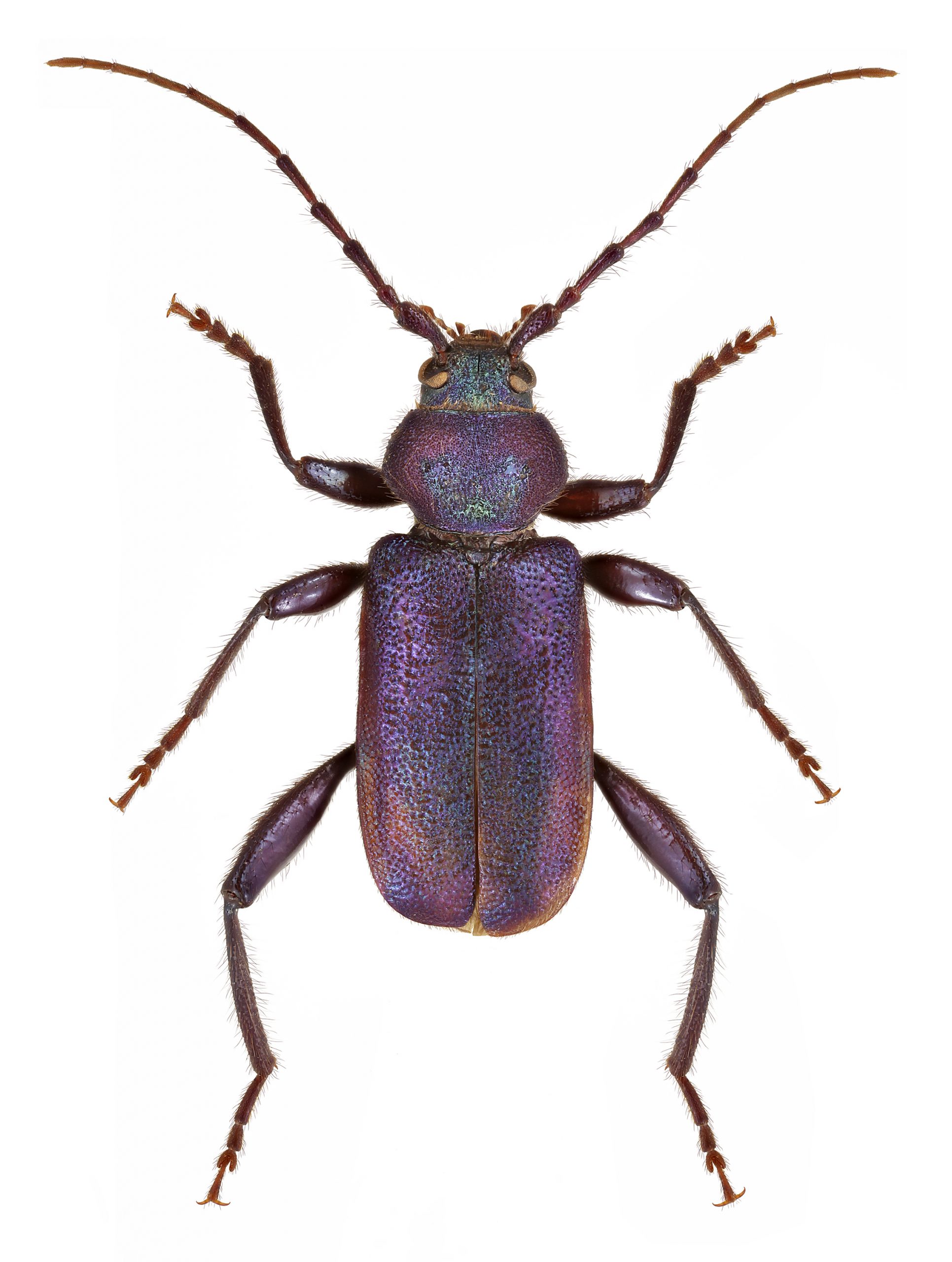 Blåhjon - Callidium violaceum -Riksantikvarieämbetet