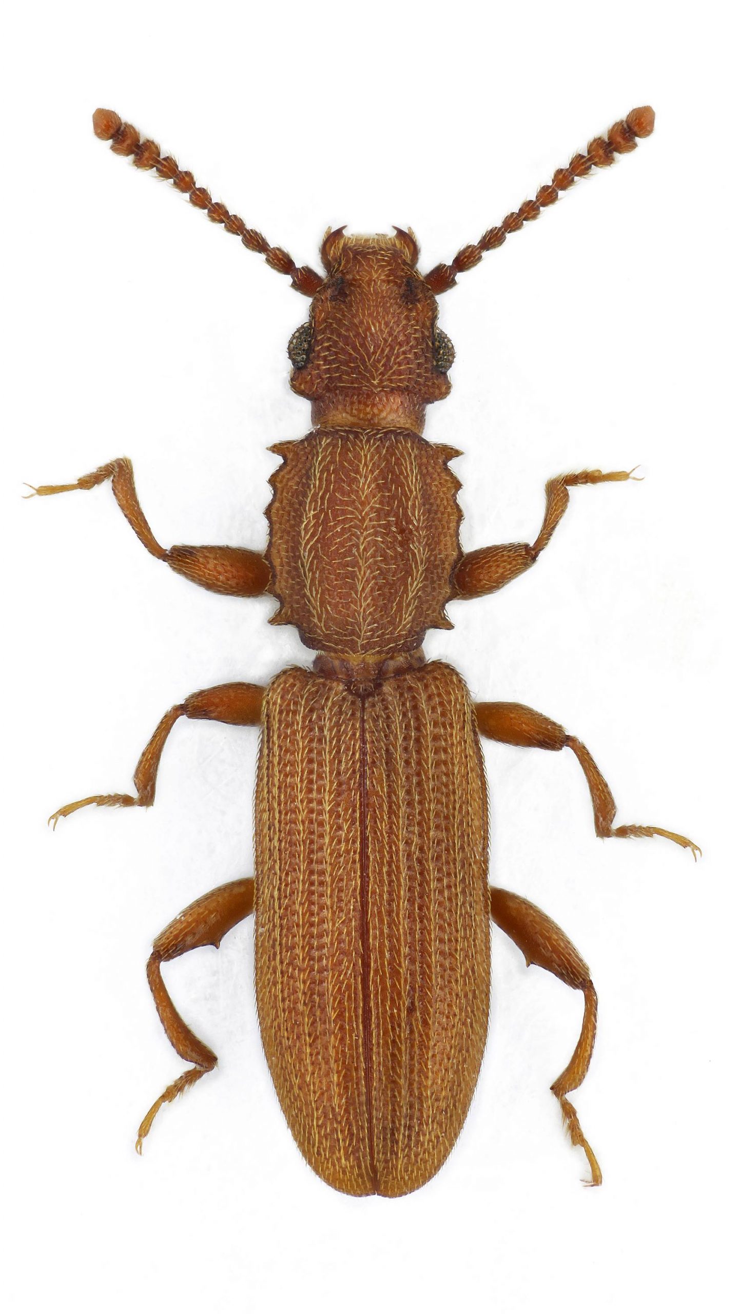 Insektsnyckeln – våra vanligaste skadeinsekter -Riksantikvarieämbetet