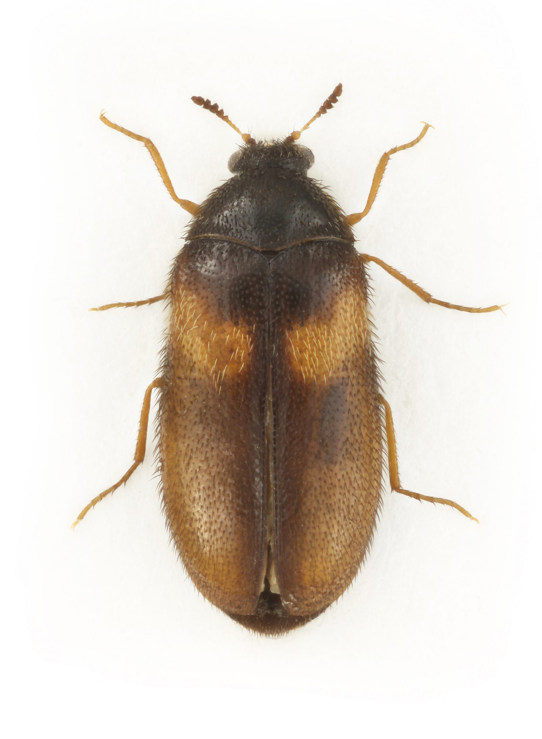 Insektsnyckeln – våra vanligaste skadeinsekter -Riksantikvarieämbetet