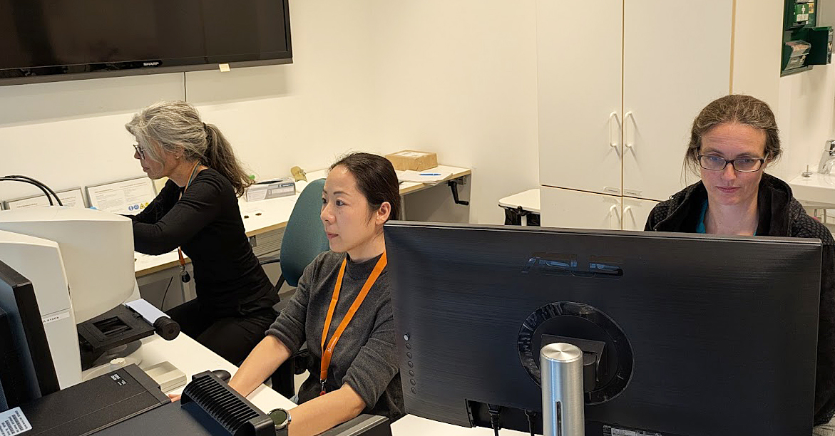 De ska följa Bärnstensvägen till Östasien -Riksantikvarieämbetet